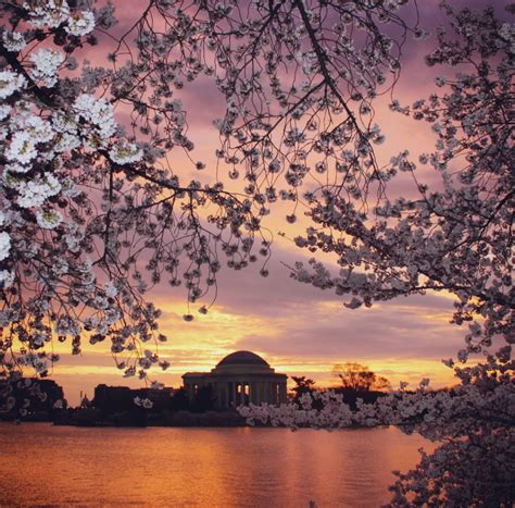 This Map Shows You Where To Find Cherry Blossoms Across The District