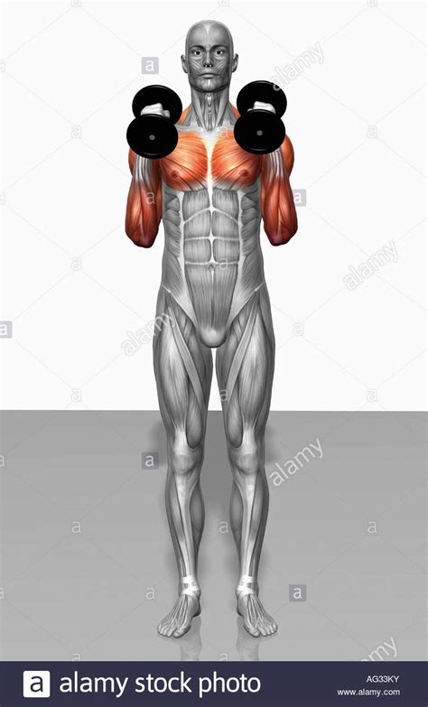 Hammer Curls Exercise
