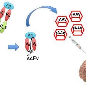 Illustration Of Single Chain Fragment Variable ScFv Structure And Download Scientific Diagram