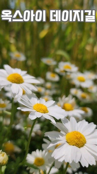 살랑살랑 봄바람속에 그리움 한가득~💕 하얀꽃으로 피어나고옥스아이데이지 Youtube