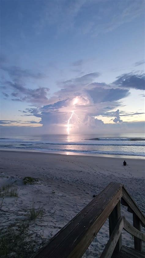 Does Anyone Know What Kind Of Insect This Is Rflorida