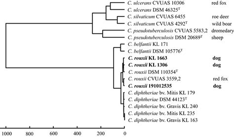 Dendrogram Created By Cluster Analysis Of Reference Main Spectra Msp