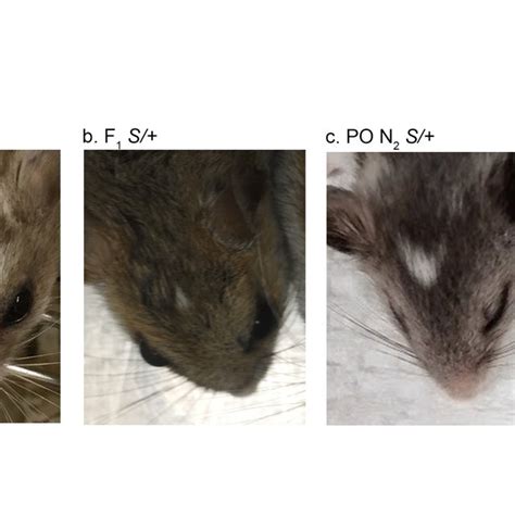 Variation In Spot Size For The Dominant Spot Trait A Large Spot Size Download Scientific
