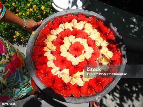 히비스커스 물과 수영장에서 아름답고 다채로운 열대 꽃의 클로즈업 몰디브에서 식물 0명에 대한 스톡 사진 및 기타 이미지 0명 꽃 식물 물 Istock