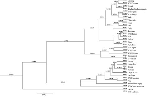 full sequence phylogenetic tree using bayesian method wb wild boar