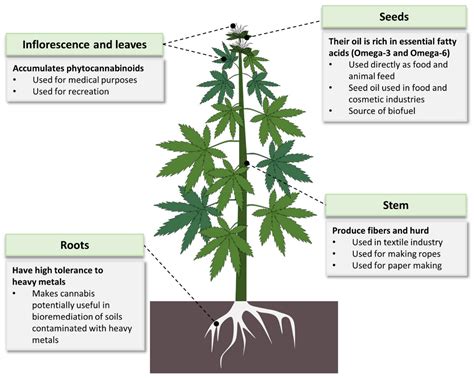 Understanding Cannabis Sativa L Current Status Of Propagation Use