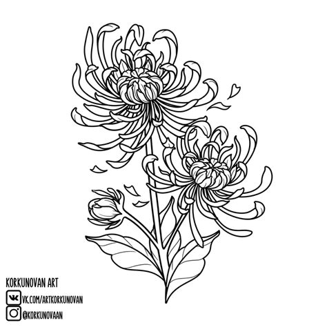 Пионы Пикабу