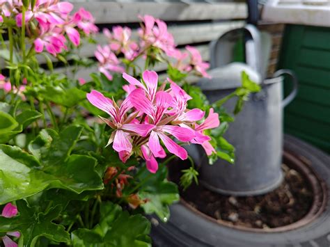 Asus Zenfone Review The Perfect Pixel Replacement