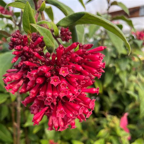 Microsorum Musifolium Crocodyllus Crocodile Fern 45 Pot