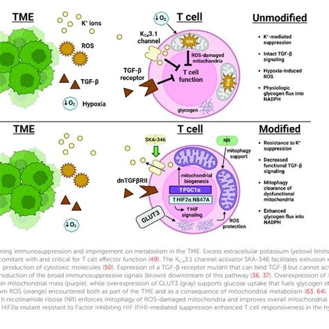TRMcell Induction Across Peripheral Tissues Following Activation T Download Scientific