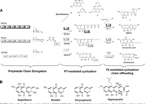 Figure 1 From Classification Prediction And Verification Of The Regioselectivity Of Fungal