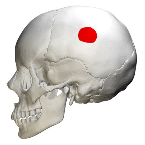 Parietal Bones Flashcards Quizlet