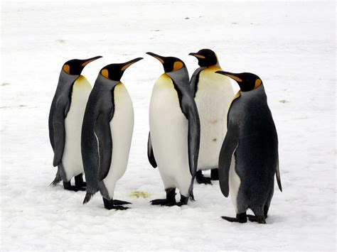 King Penguins The King Penguin Is The Second Largest Pengu Flickr