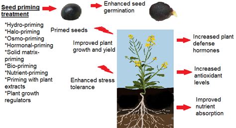 Seed Priming Applications And Its Influence On Plants Modified By