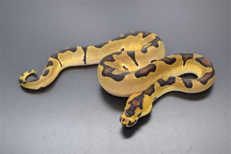 Enchi Clown Het Axanthic Vpi Ball Python By Dd Exotics Morphmarket