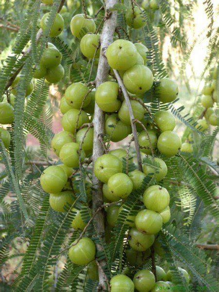 Phyllanthus Emblica Tree 15 Seeds Medicinal Indian Gooseberry Edible Amla Fruit Emblic Myrobalan