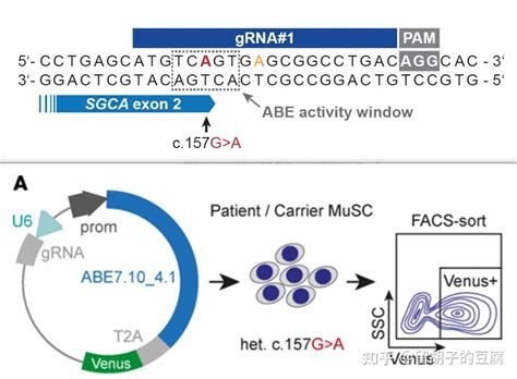 细胞移植，基因编辑，mrna技术，探索治愈肌肉营养不良症 知乎