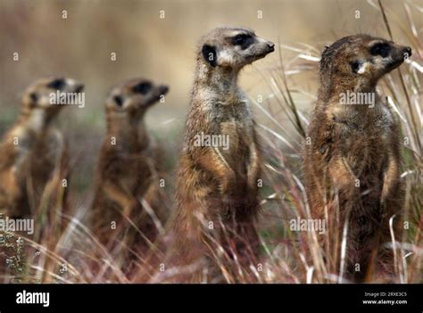 File Photo Dated 300812 Of Meerkats As Researchers Are Investigating