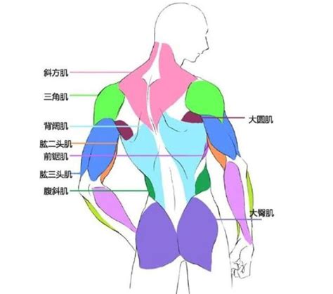 绘画教程动漫人体肌肉的详细画法 哔哩哔哩