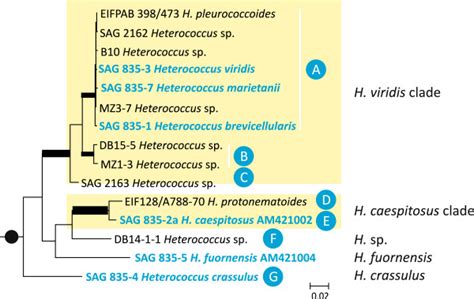 Maximum Likelihood Ml Phylogeny Of Rbcl Gene Sequences For