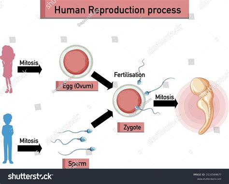 Human Reproduction Process Infographic Illustration Stock Vector