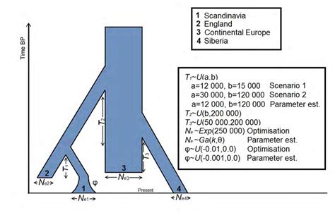 Fig S1 Bayesian Coalescent Simulation Methodology A Schematic Download Scientific Diagram