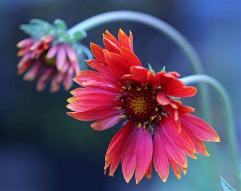 How Do Blanket Flowers Spread At Matthew Calzada Blog