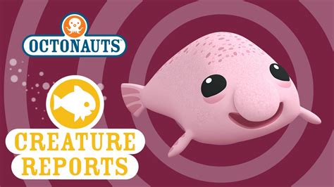 Octonauts Blobfish Creature Report Issedate