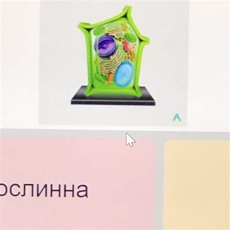 Рослинна Тваринна Клітина якого організму зображена на малюнку Грибів