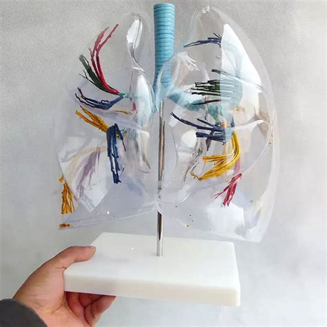 Buy Transparent Lung Segment Model Human Lung Anatomical Model