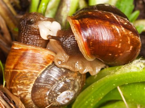 Understanding Mole Reproduction How Fast Do Moles Multiply Homeostasis Lab