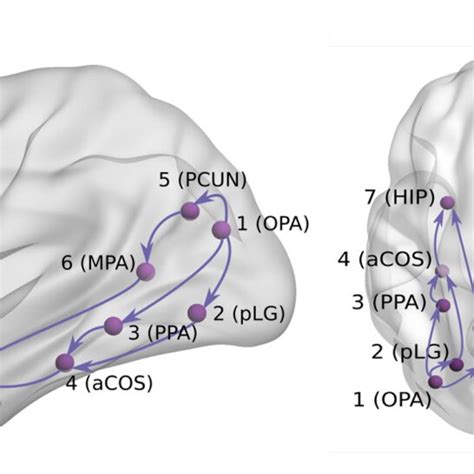 Figure Hypothesis About Visual Signal Spreading Via Ventraldorsal Download Scientific Diagram