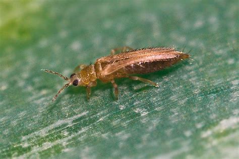 Thrips On Plants How To Fight And What Drugs To Use Part 1
