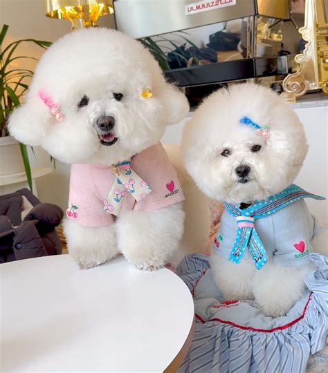 자기주장강한 솜솜나나🐶 오늘아님 비 소식에 살짝 걱정스러운 일요일이었지만 울아가들 신나는 주말 보내라고 날씨 요정 열일함🧚🧚‍♀️ 덕분에 친구들이랑 바쁘게 신나게