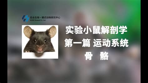 实验小鼠解剖学丨第一篇 运动系统·骨骼 Youtube