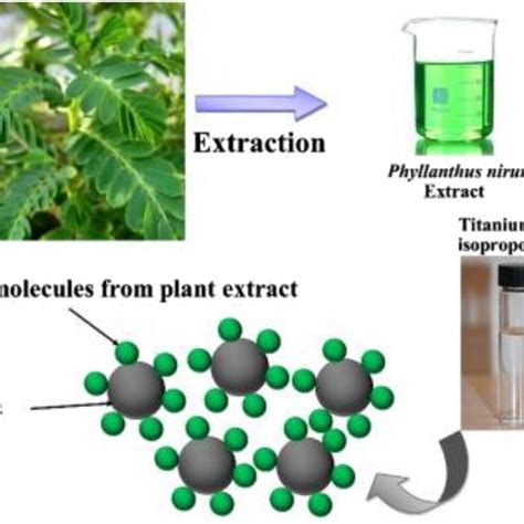 Green Synthesis Of TiO Nanoparticles Download Scientific Diagram