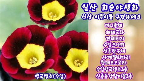일산 희순야생화 새로운 신상 얼굴들 구경하세요미니솔채신종동강할미꽃3종겹데이지신종장구채수입으아리해태국화수입영국앵초3종원종시클라멘사계꿩의다리왕패모오로라