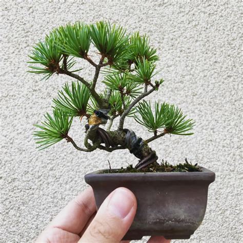 Interesting Bonsai Tree Facts And History