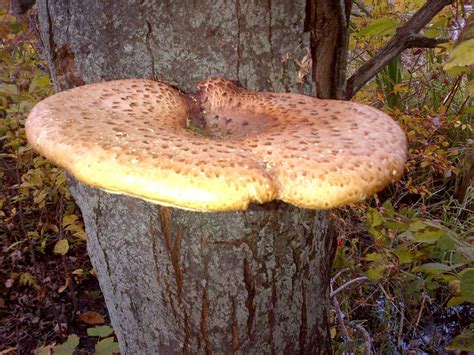 Tree Fungus Identification Guide