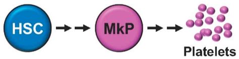 Hematopoietic Stem Cells Hscs Give Rise To Platelets Via Download Scientific Diagram