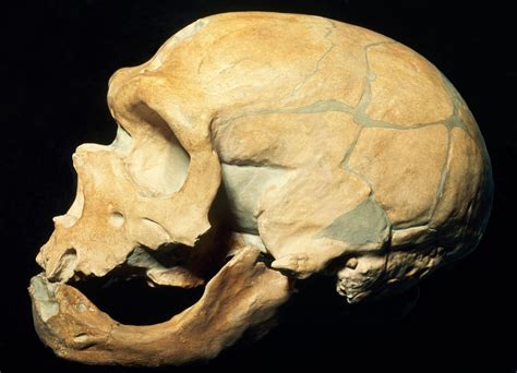 Après La Peste Noire Depuis Le Temps France Culture