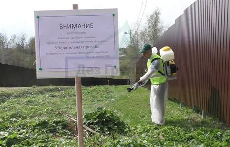 Борьба с борщевиком: методы и средства борьбы с борщевиком Сосновского
