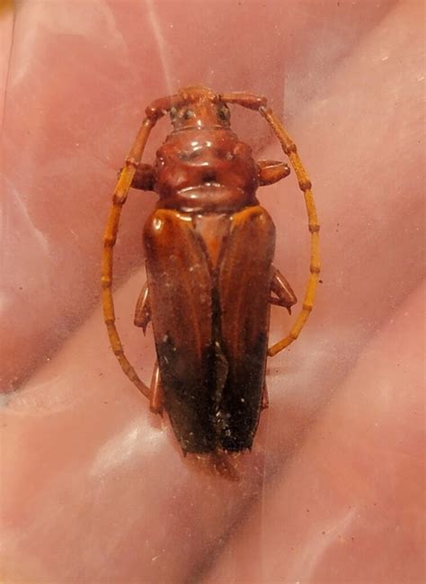 Oxymerus Sp BioQuipBugs