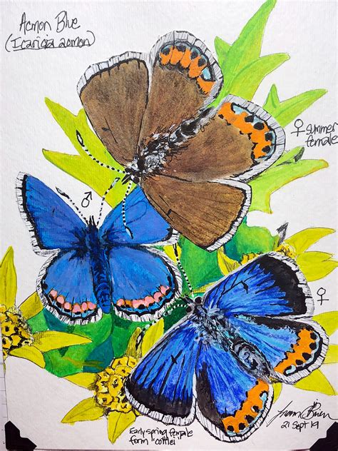 The Flying Pansy Sex And The Single Butterfly Bay Nature