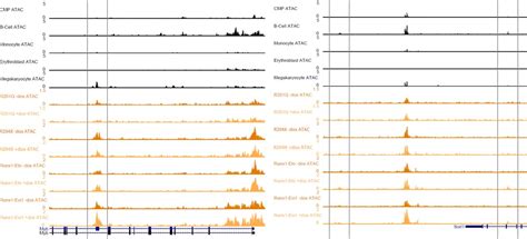 Different Mutant Runx1 Oncoproteins Program Alternate Haematopoietic