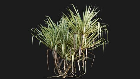 Pandanus Baptistii Variegated Dwarf Pandanus 3d Model Cgtrader