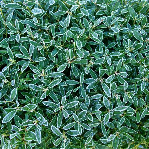 Inkberry Holly Strongbox® Proven Winners® Shrubs Proven Winners