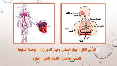 الجهاز التنفسي وجهاز الدوران الدرس الثاني الوحدة السابعة العلوم