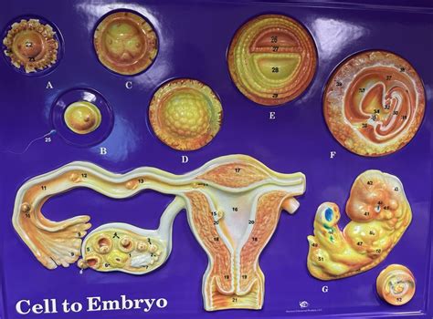 Maternal And Embryonic Structures Diagram Quizlet