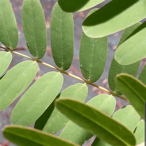 August Tree Leaves Sahaja Seeds